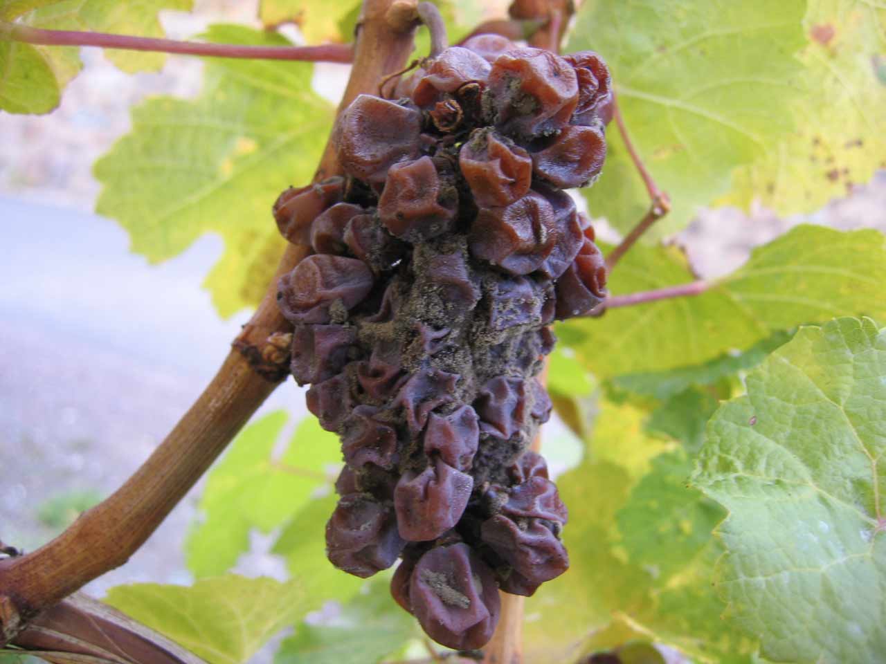 Trockenbeerenauslese - Lobenbergs Gute Weine