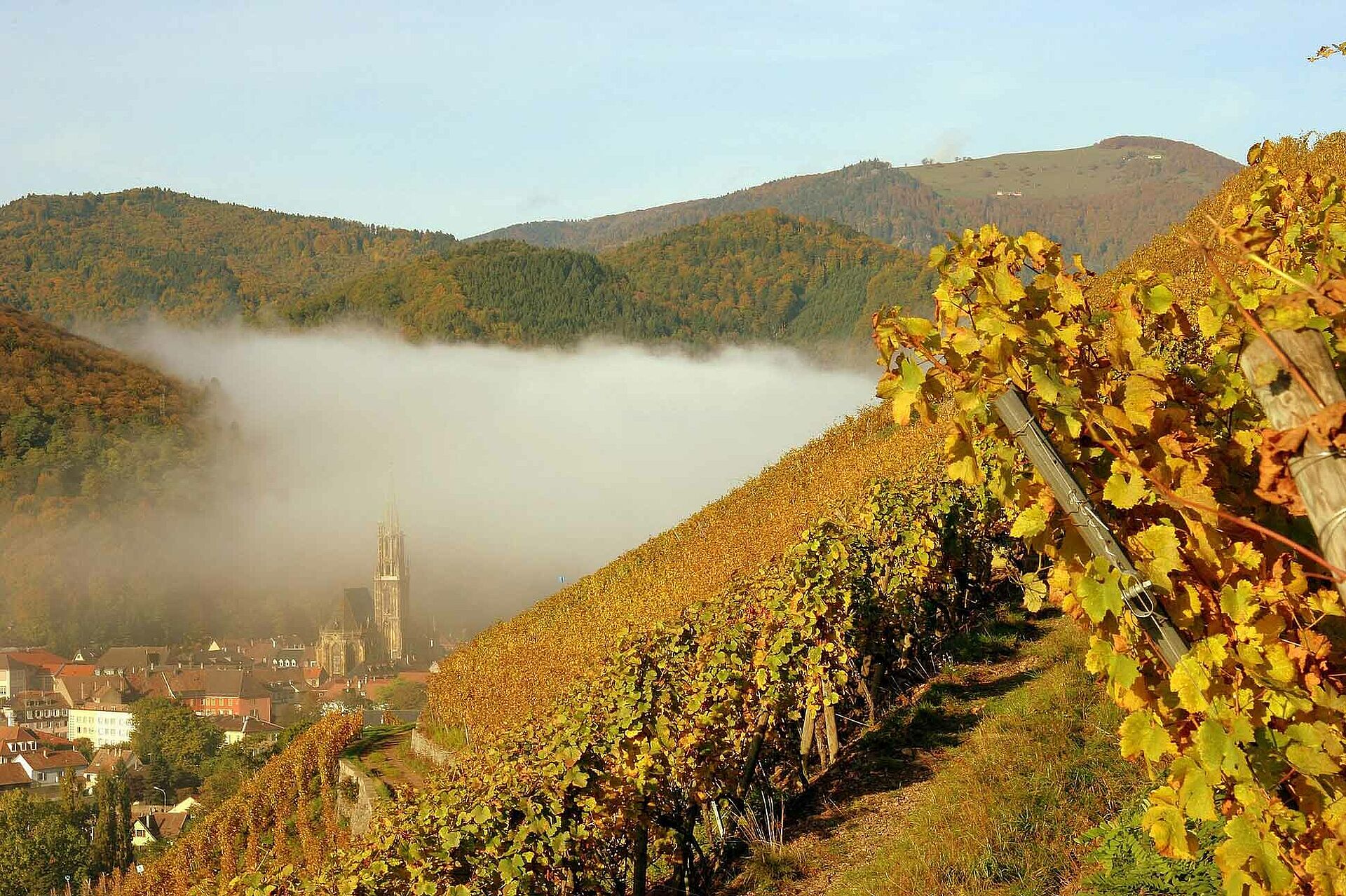 Elsass Wein - Lobenbergs Gute Weine