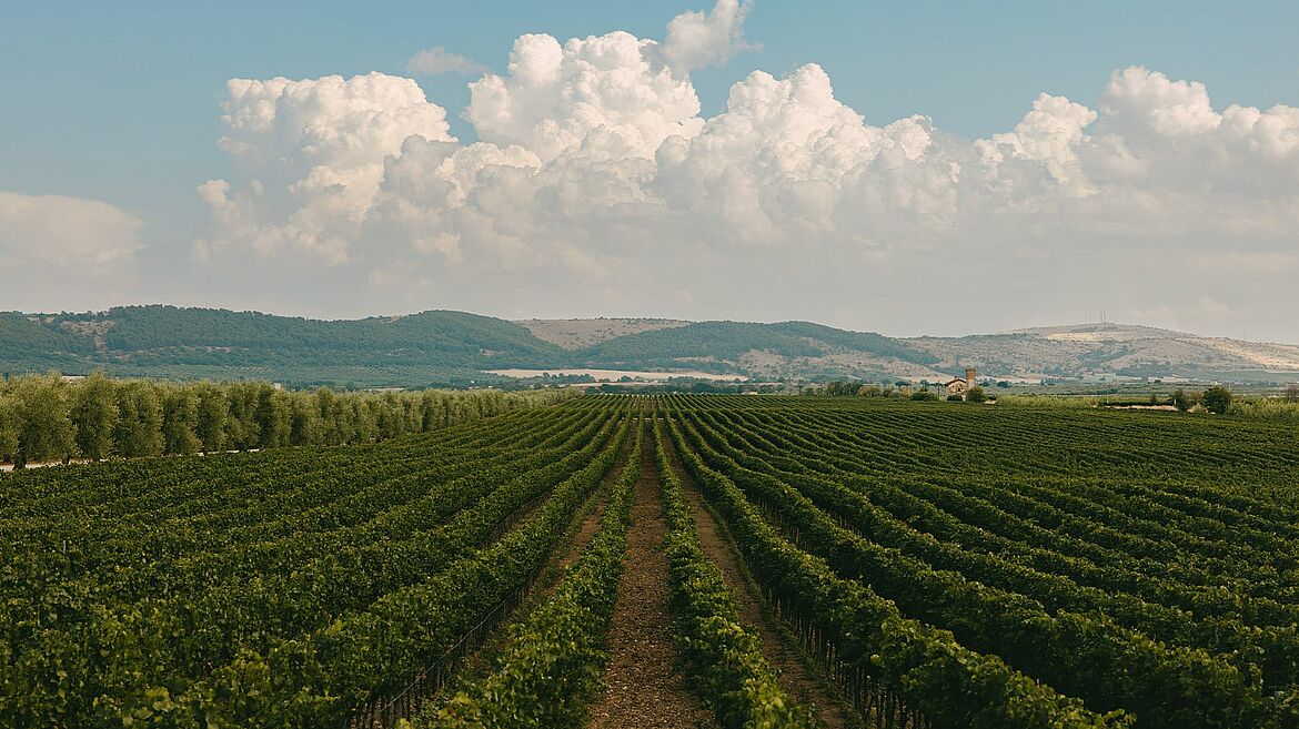 Primitivo di Manduria - Lobenbergs Gute Weine