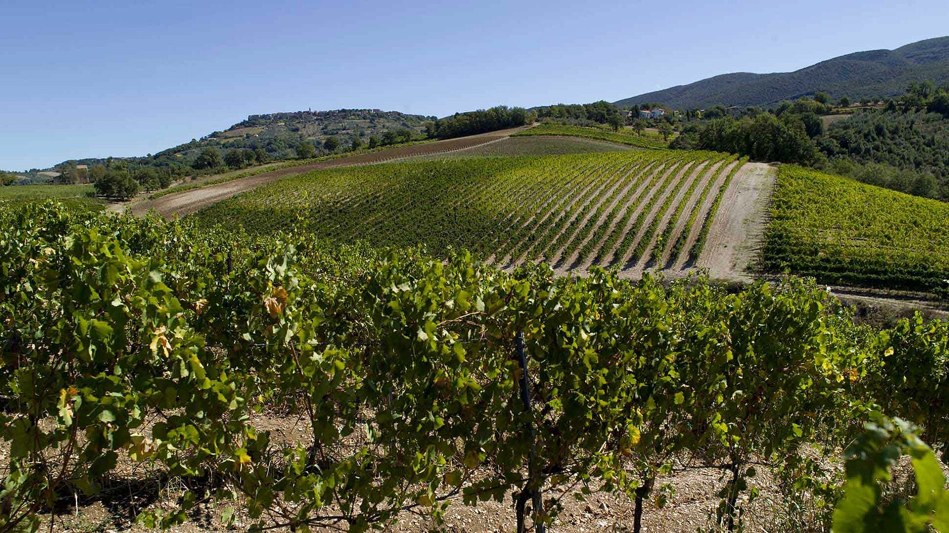 Wein aus Umbrien - Lobenbergs Gute Weine