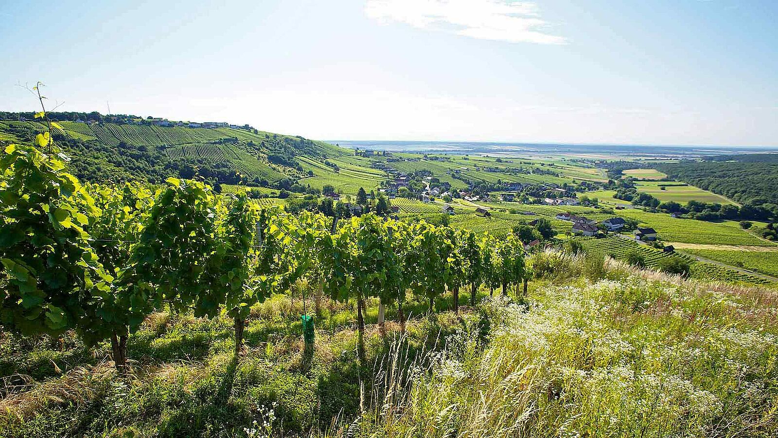 Wein aus Österreich - Lobenbergs Gute Weine