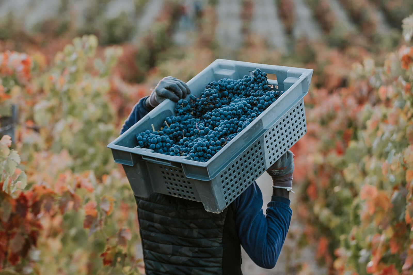 Bodegas Artadi – Alicante - Lobenbergs Gute Weine