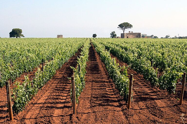 Primitivo di Manduria - Lobenbergs Gute Weine