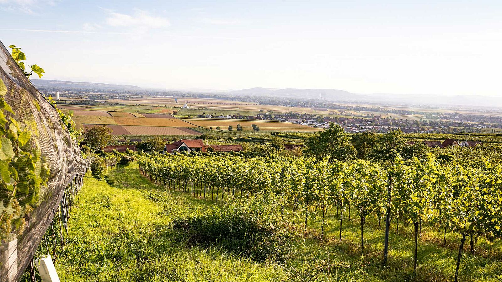 Kamptal Wein - Lobenbergs Gute Weine