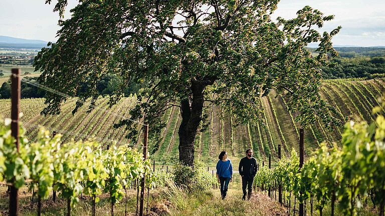 Burgenland Wein - Lobenbergs Gute Weine