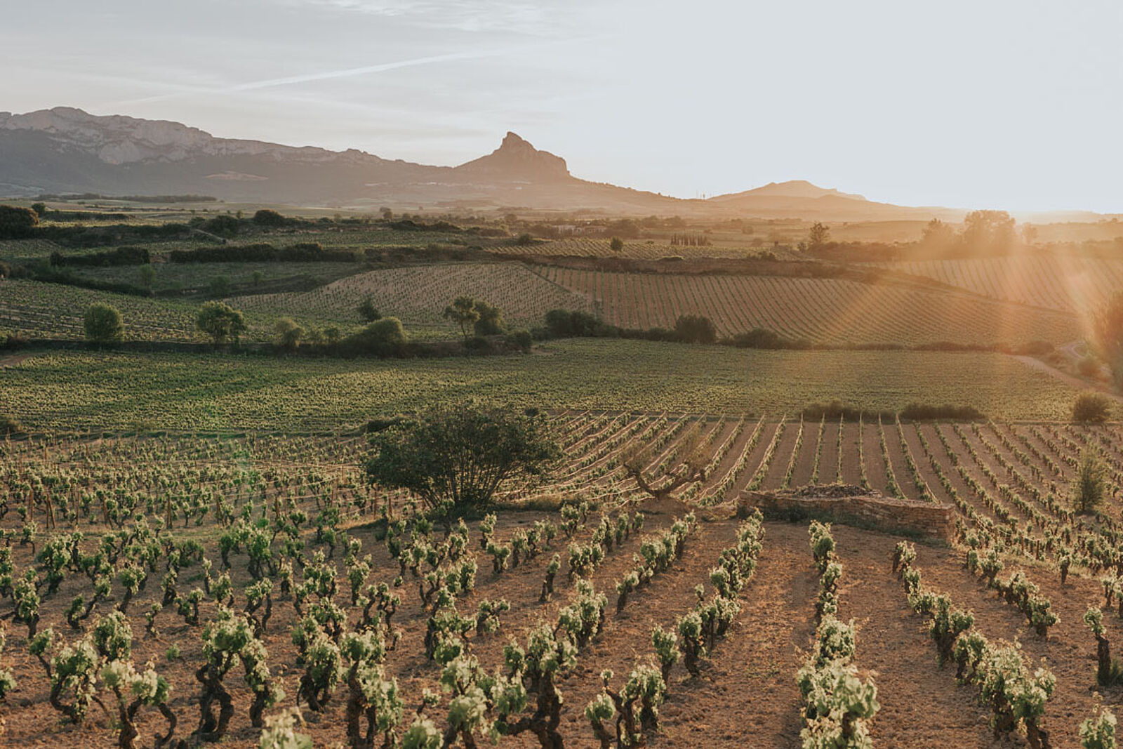 Bodegas Artadi – Alicante - Lobenbergs