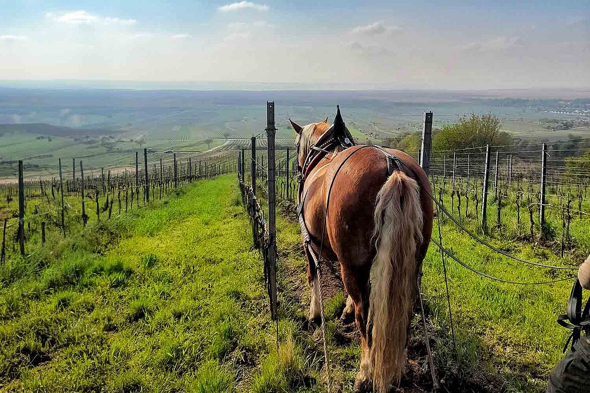 Weingut Tschida - Lobenbergs