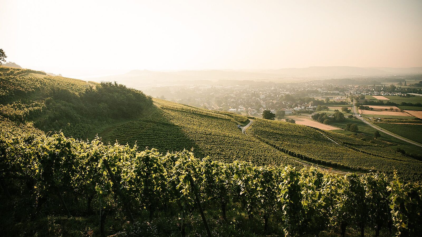 Badischer Wein - Lobenbergs