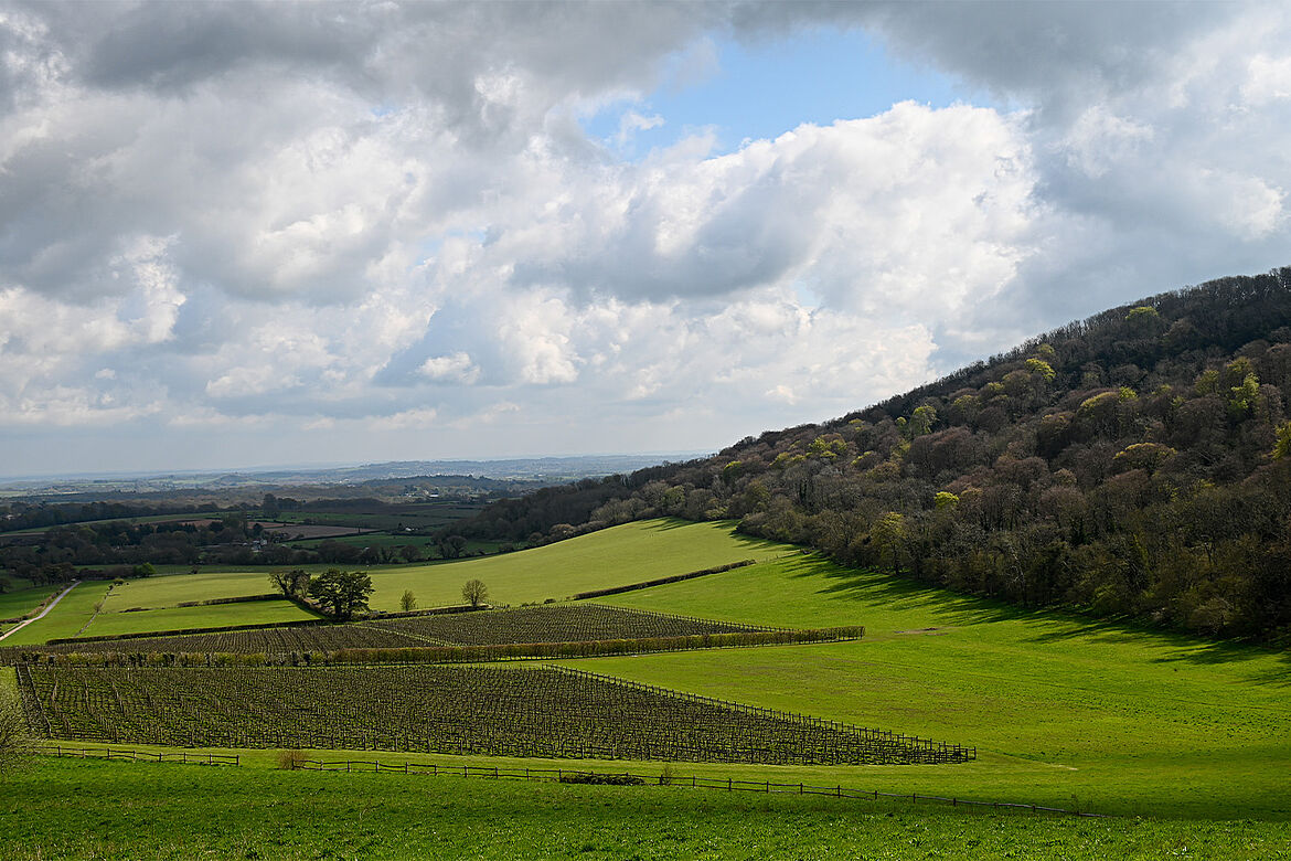 Sugrue - Lobenbergs Gute Weine