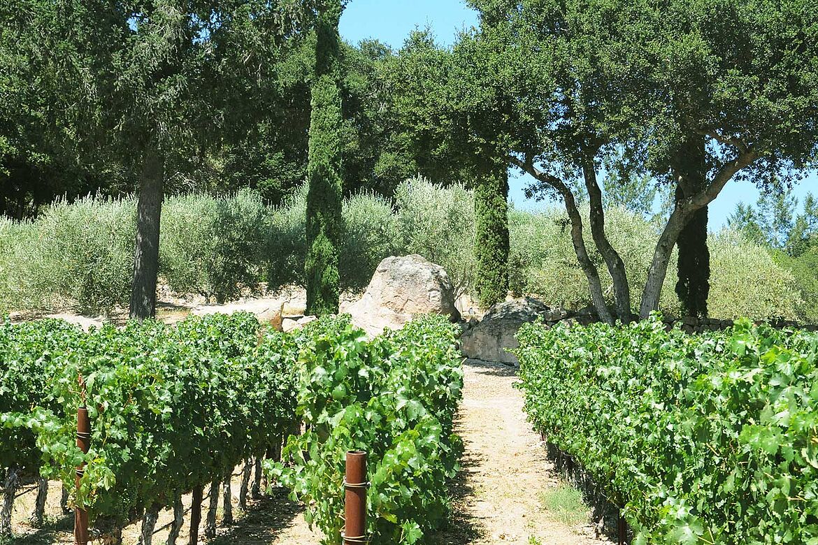 Forman Vineyards Weine kaufen - Lobenbergs