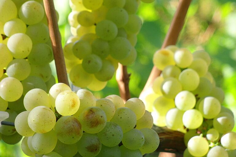 Badischer Wein - Lobenbergs Gute Weine