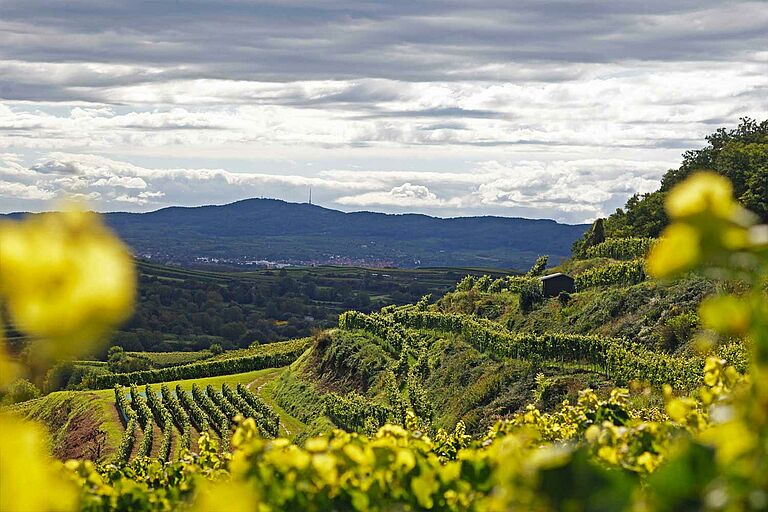 Bernhard Huber Weine kaufen - Lobenbergs Gute Weine