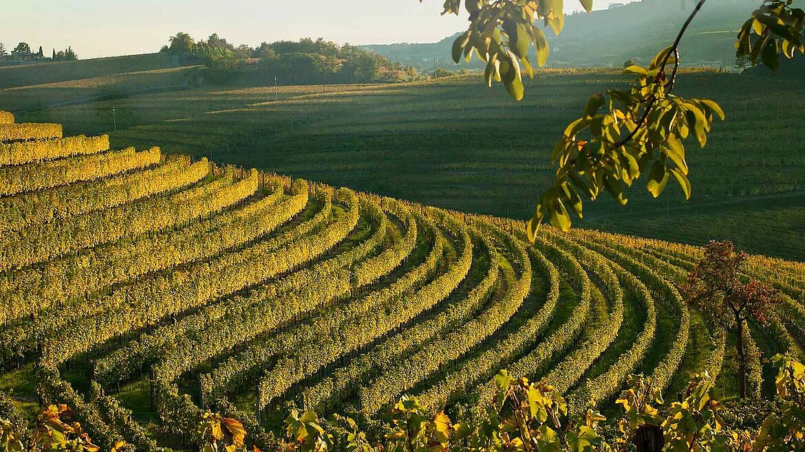 Friaul Wein kaufen - Lobenbergs Gute Weine