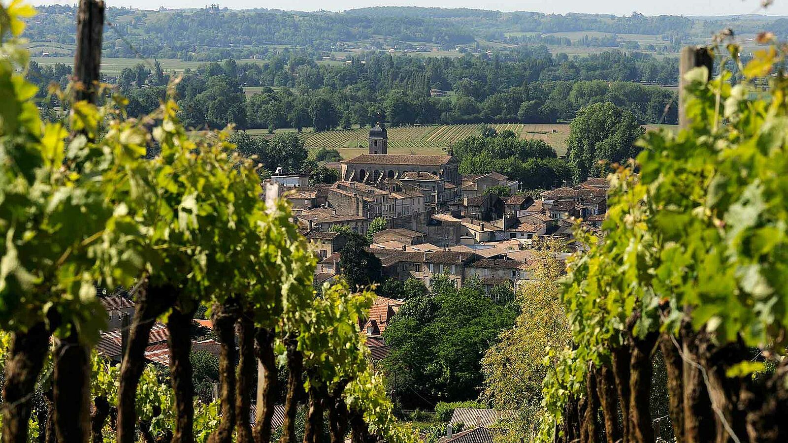 Côtes de Castillon Wein - Lobenbergs Gute Weine