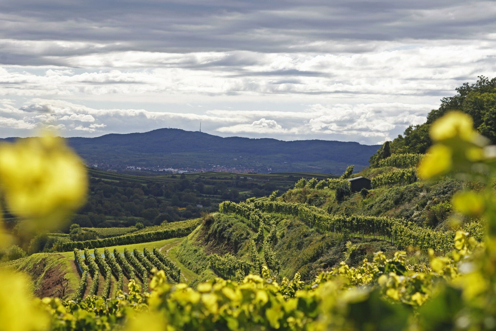 Badischer Wein - Lobenbergs Gute Weine