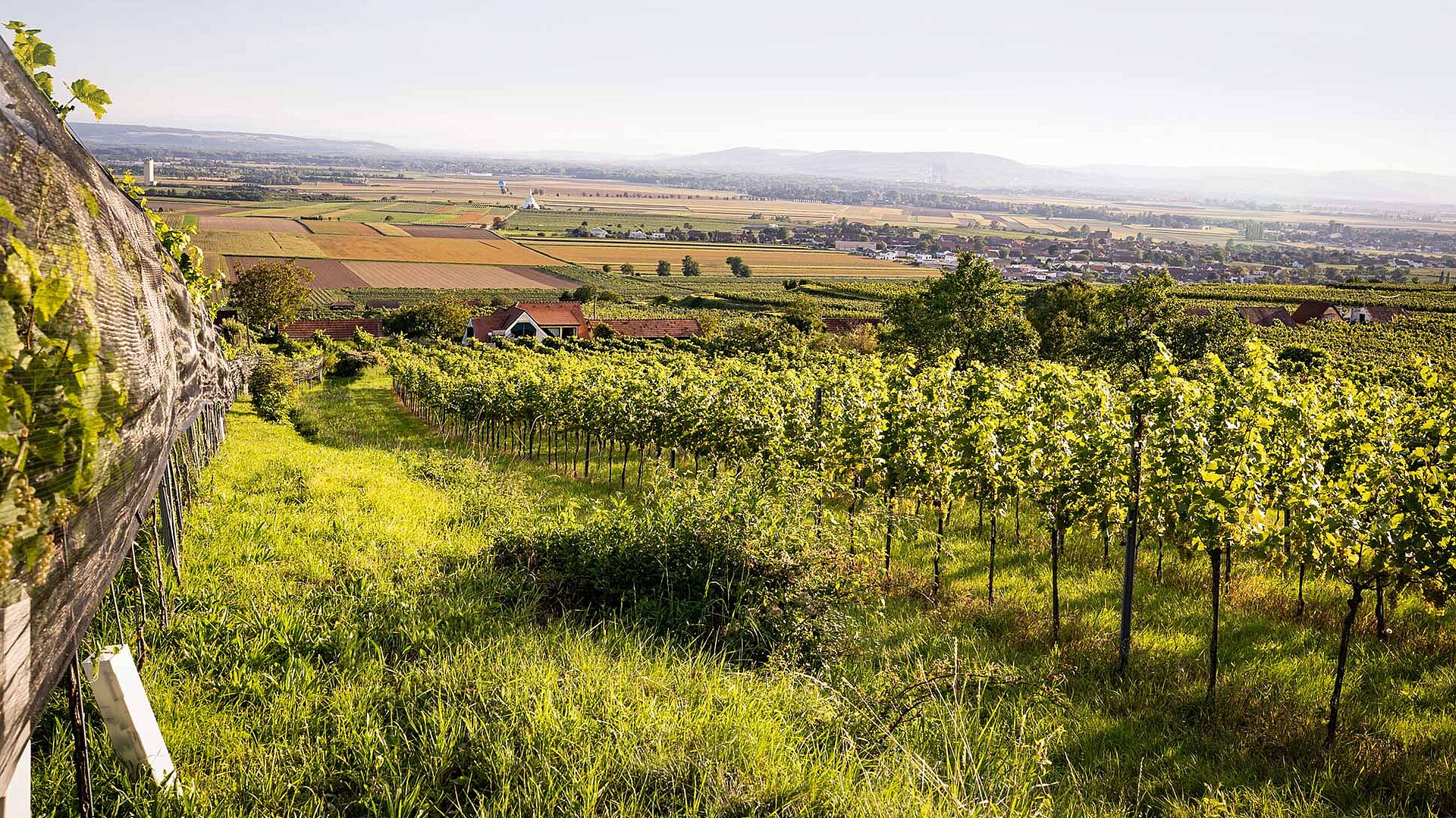 Kamptal Wein - Lobenbergs Gute Weine