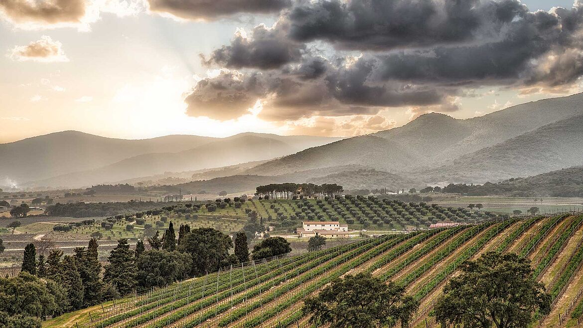 Wein aus der Toskana - Lobenbergs Gute Weine