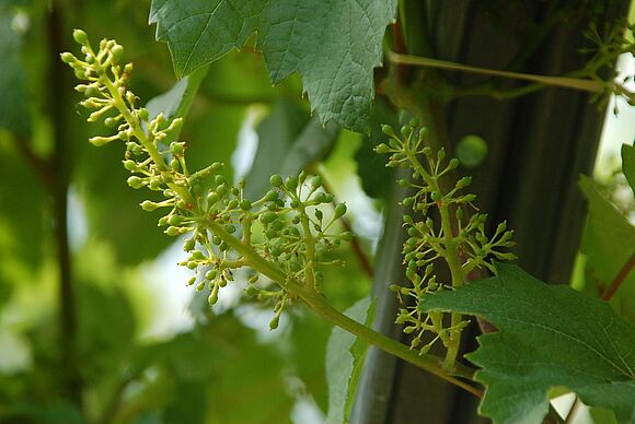 Badischer Wein - Lobenbergs Gute Weine