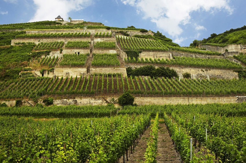 Badischer Wein - Lobenbergs Gute Weine