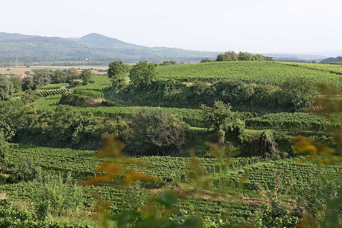 Weingut von der Mark - Lobenbergs Gute Weine