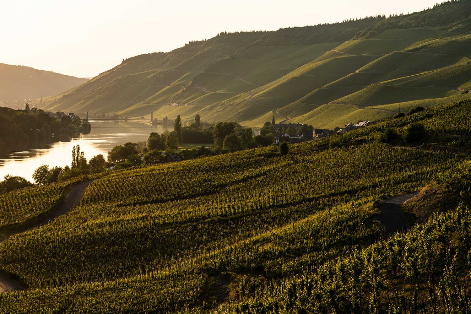 Weingut Schloss Lieser - Lobenbergs Gute Weine