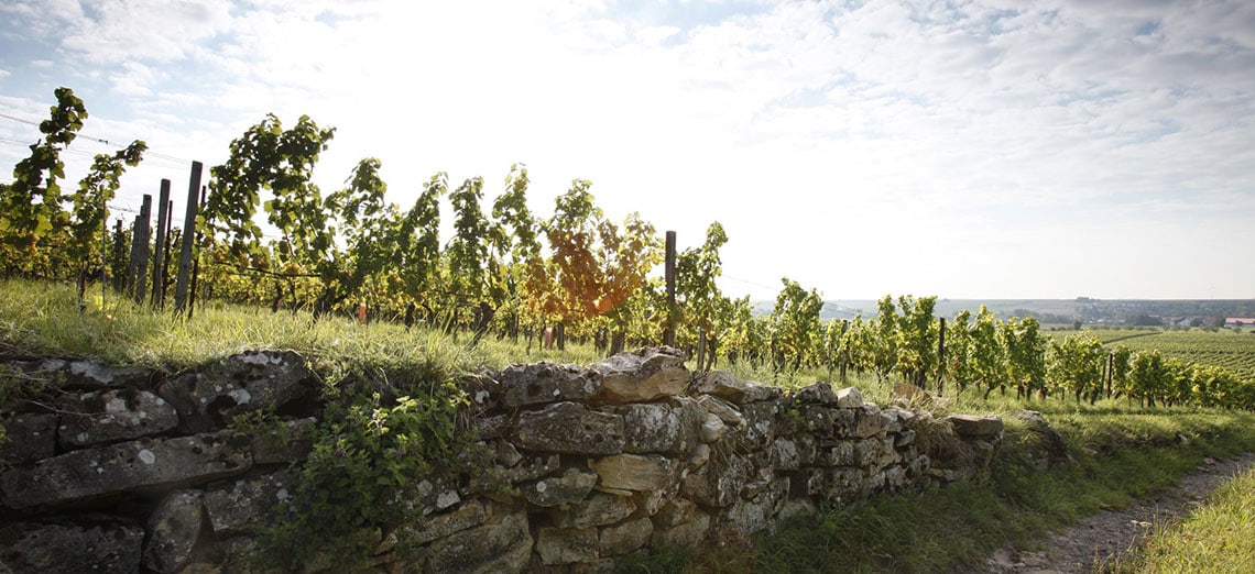 Deutsche Weine kaufen - Lobenbergs Gute Weine