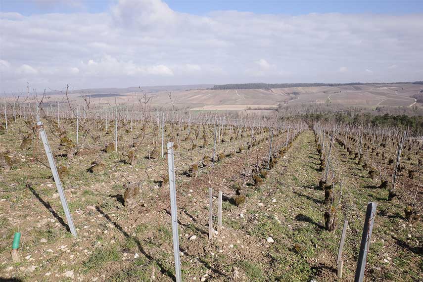 Etienne Sandrin - Lobenbergs Gute Weine