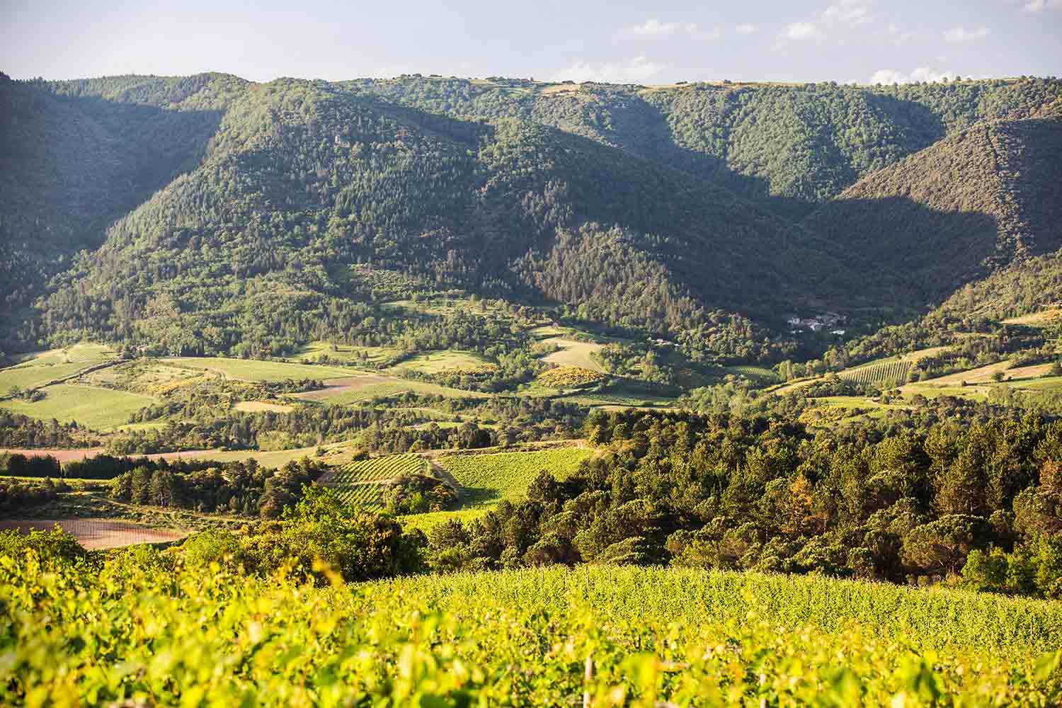 Limoux - Lobenbergs Gute Weine