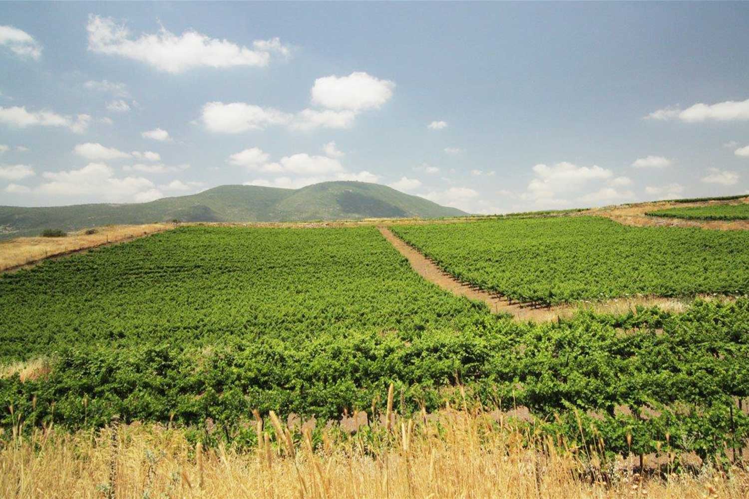 Margalit Winery Weine kaufen - Lobenbergs Gute Weine