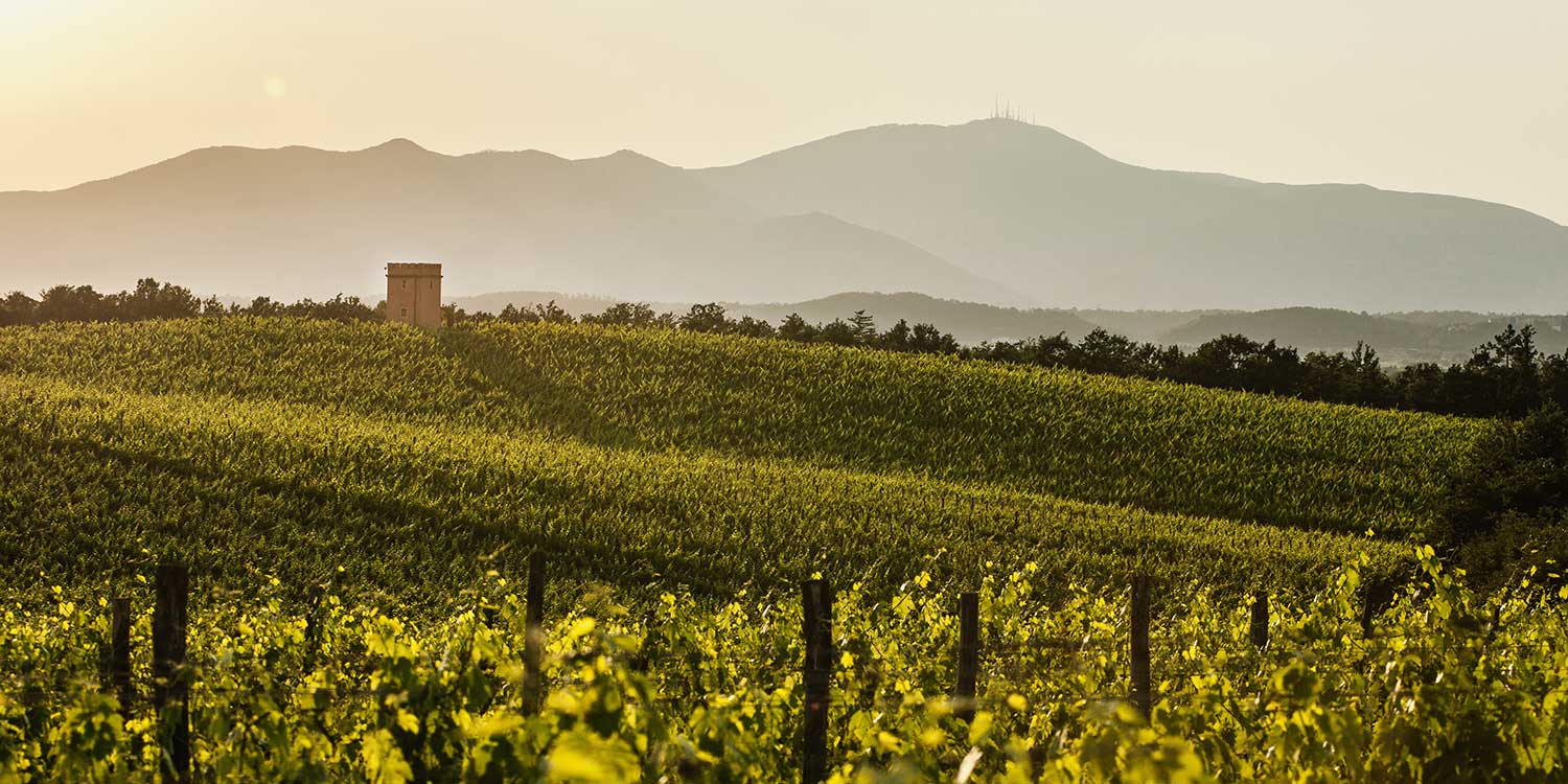 Monte Antico - Lobenbergs Gute Weine