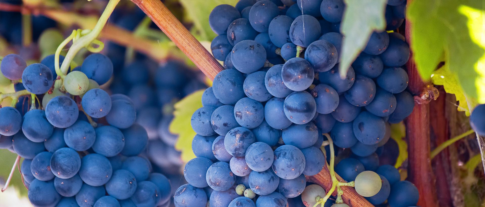 Nebbiolo - Lobenbergs Gute Weine