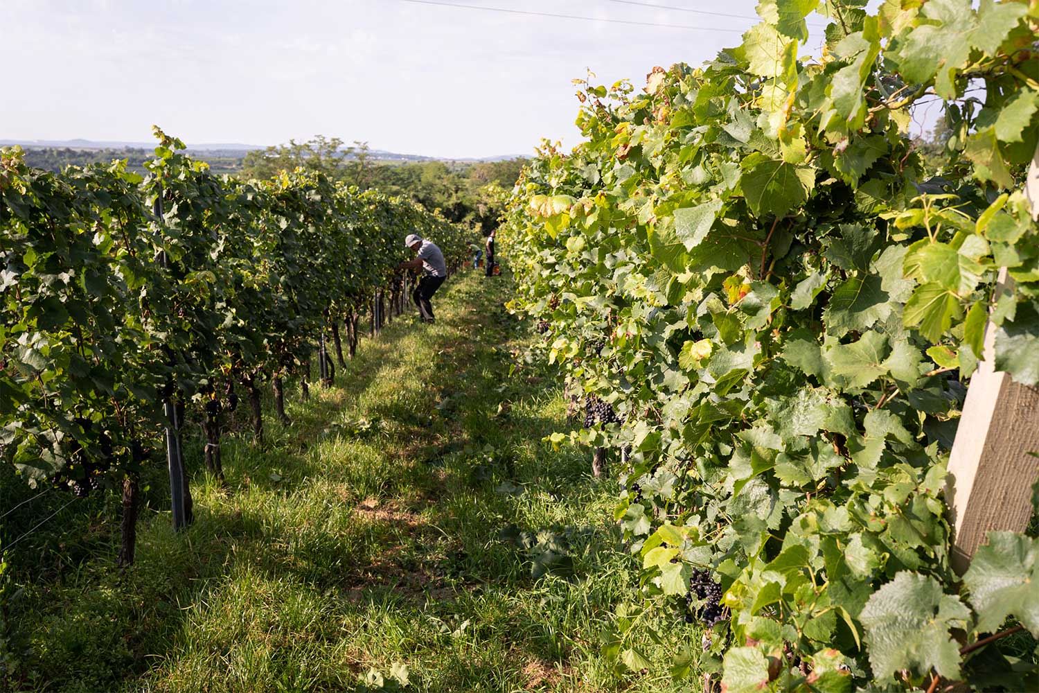 Loimer Weine Kaufen - Lobenbergs Gute Weine