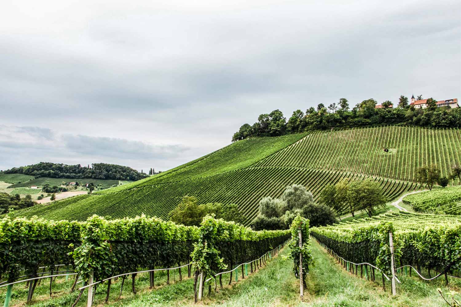 Weingut Tement - Lobenbergs Gute Weine