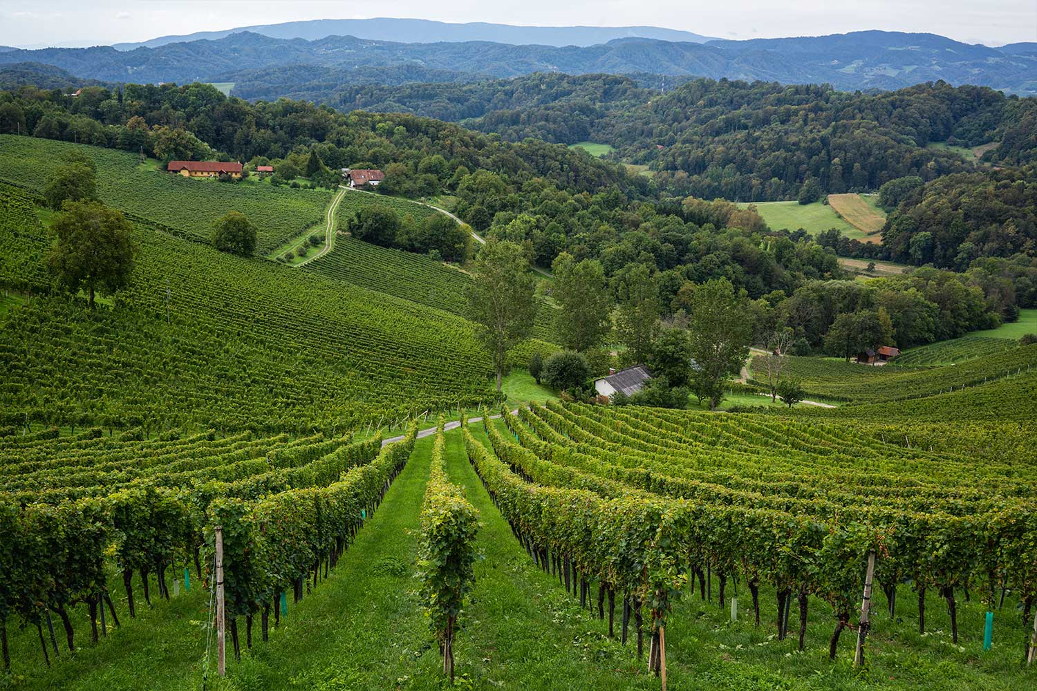 Weingut Tement - Lobenbergs Gute Weine