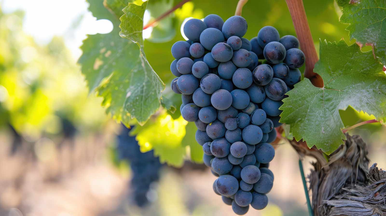 Syrah - Lobenbergs