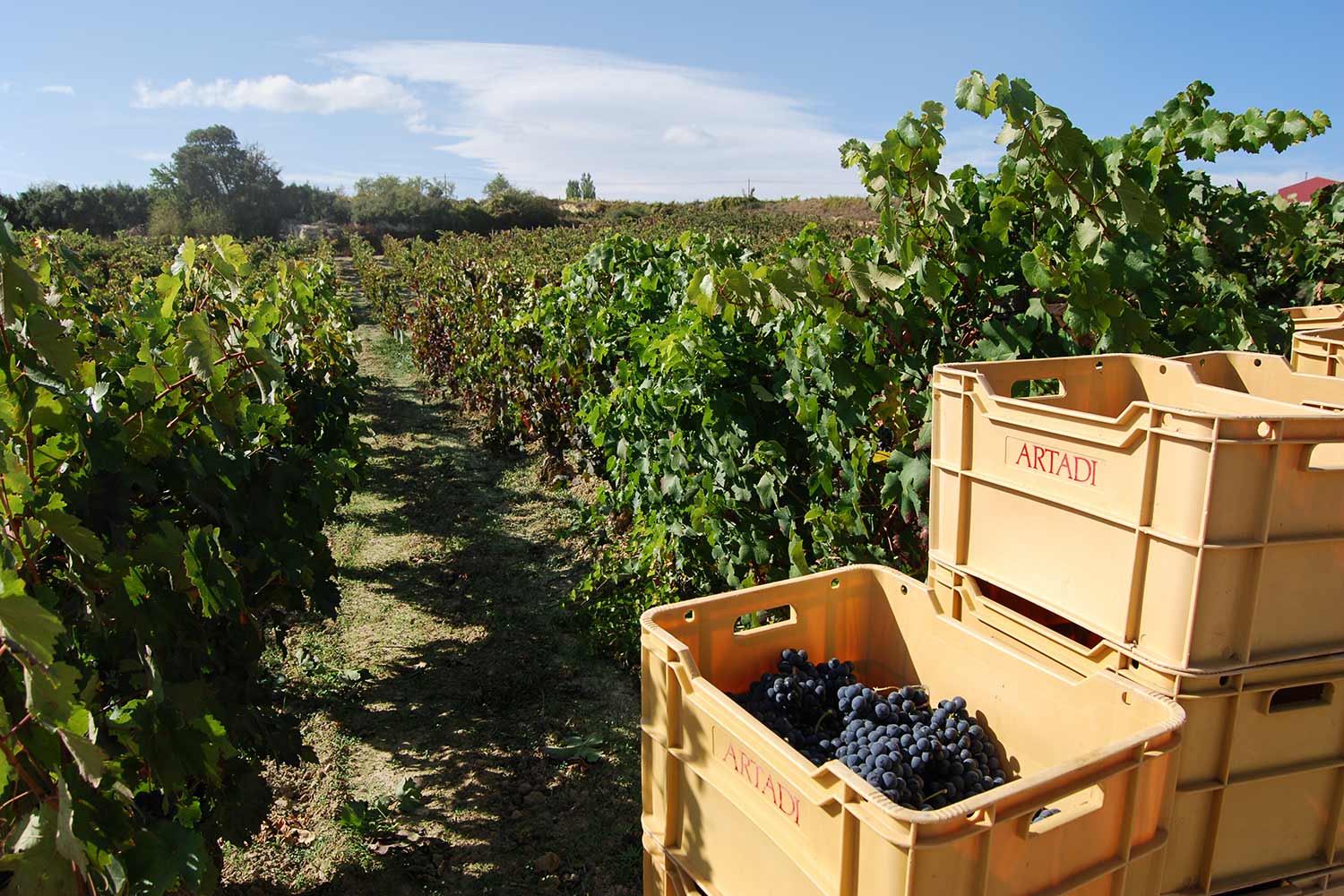 Bodegas Artadi – Alicante - Lobenbergs Gute Weine