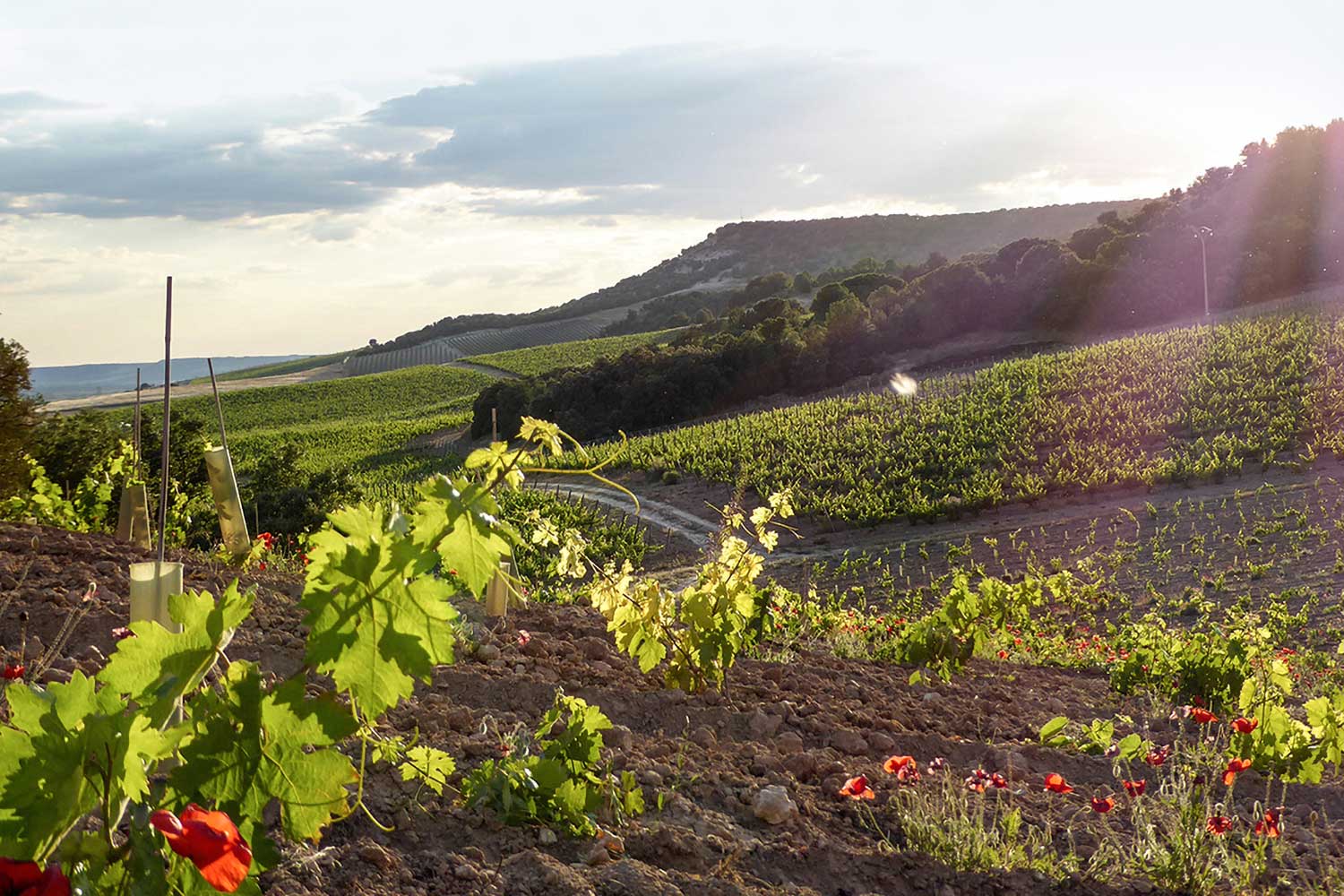 Hacienda Monasterio – Peter Sisseck - Lobenbergs Gute Weine
