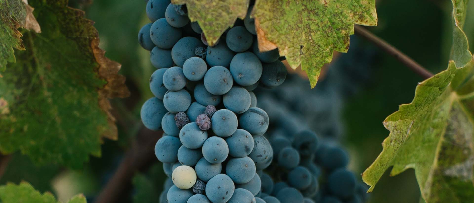 Tempranillo - Lobenbergs Gute Weine