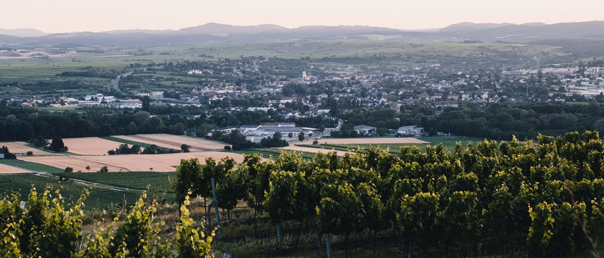 Kamptal Wein - Lobenbergs Gute Weine